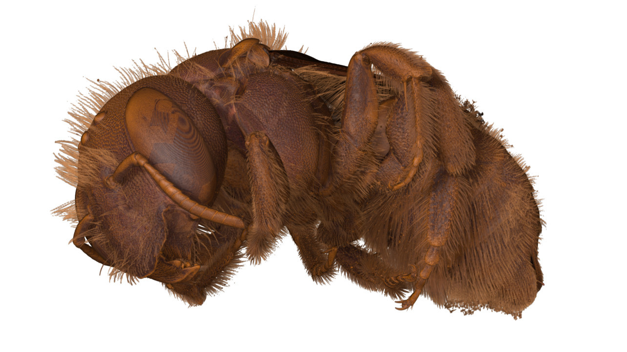 Mason bee – Interspectral