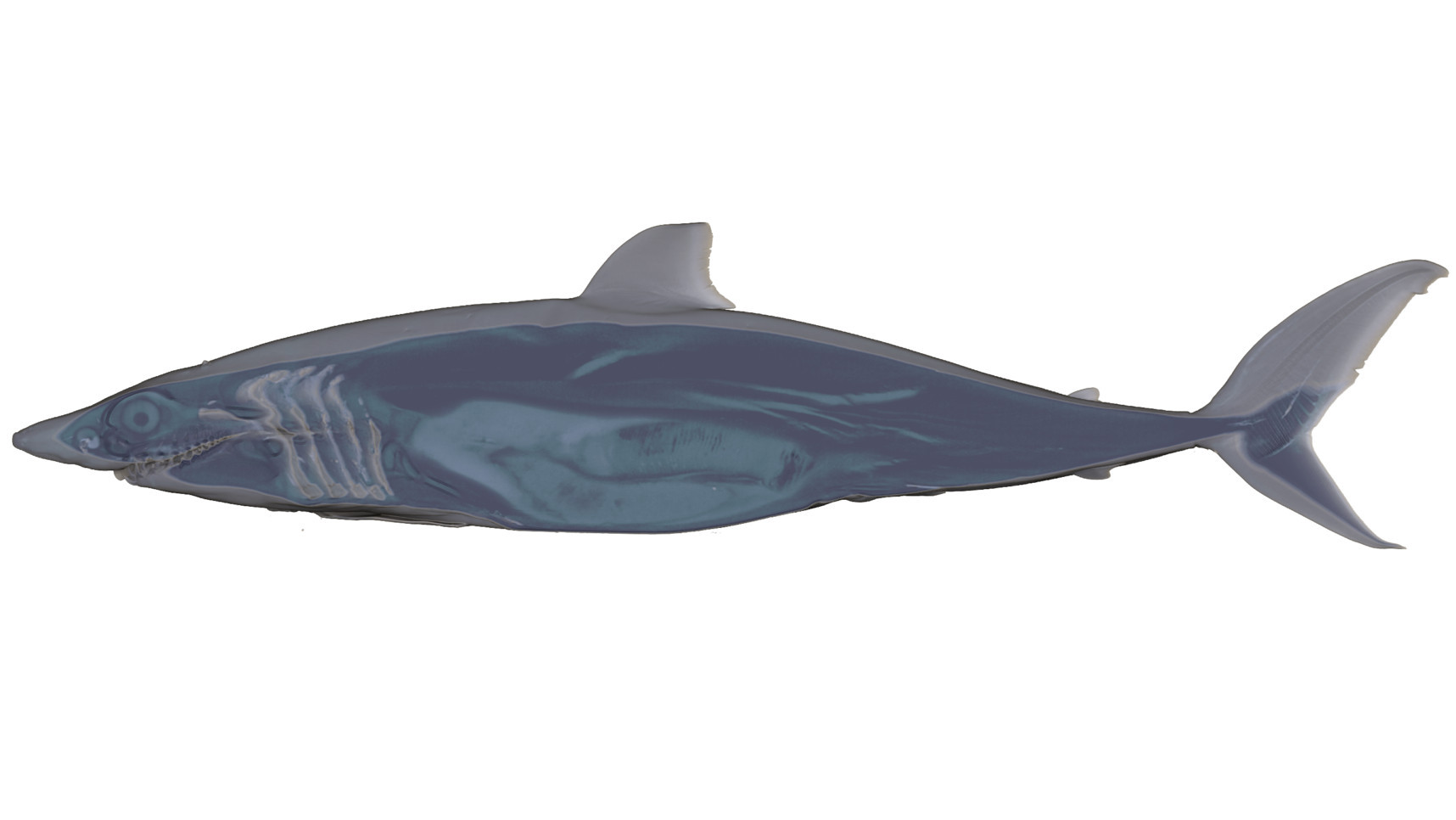 Short-fin mako – Interspectral